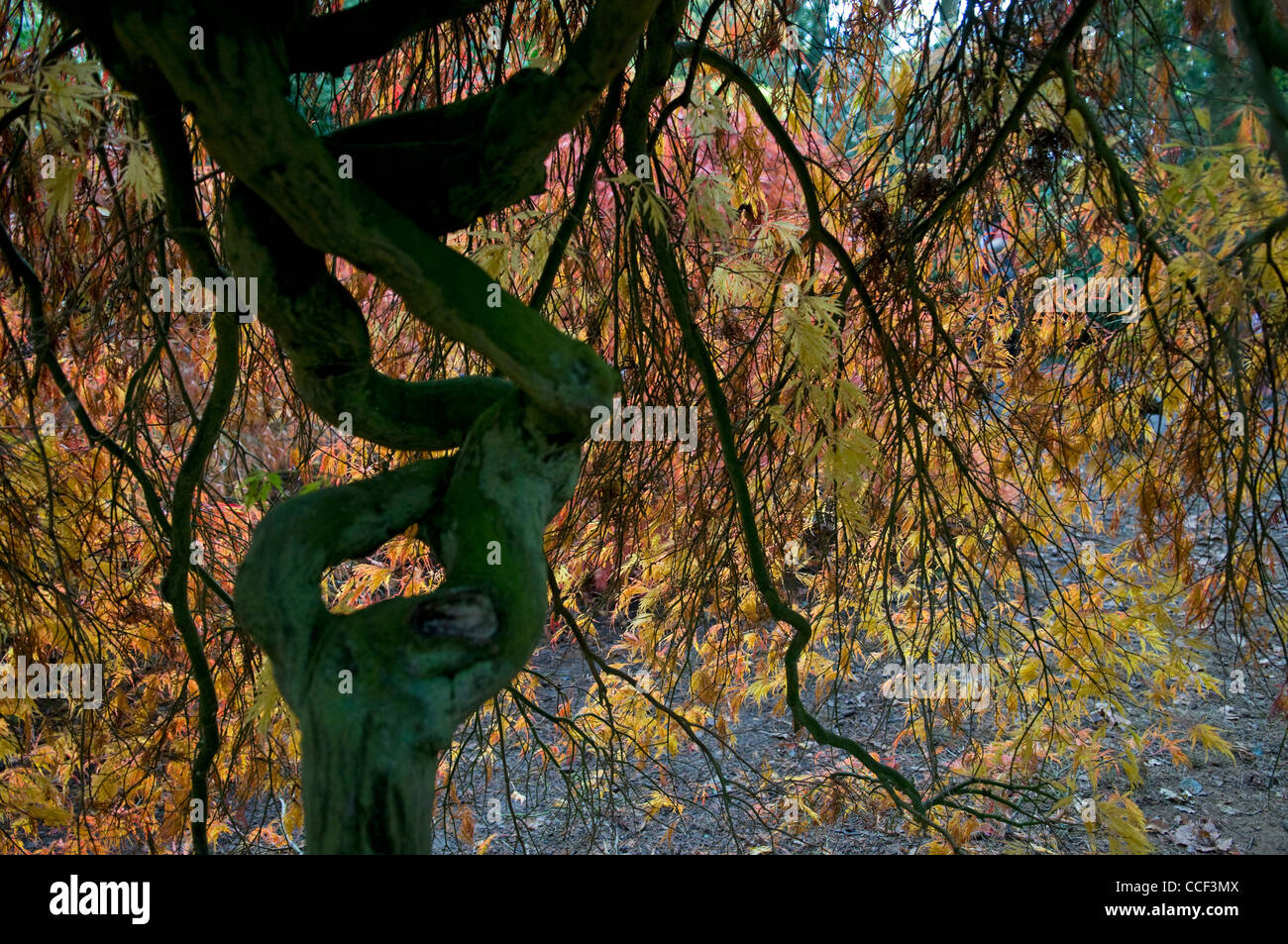 Twisted tree trunk hi-res stock photography and images - Alamy