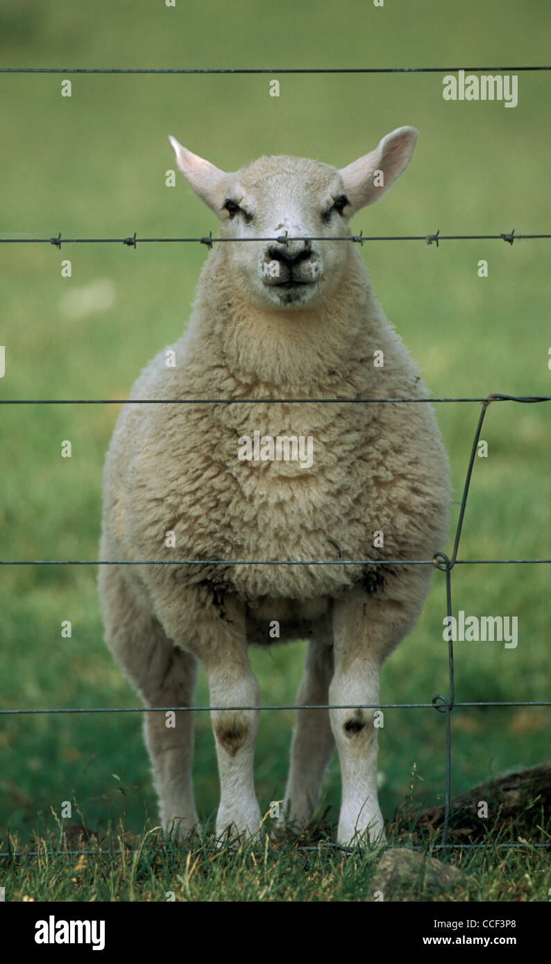 Looking through barbed wire hi-res stock photography and images - Alamy