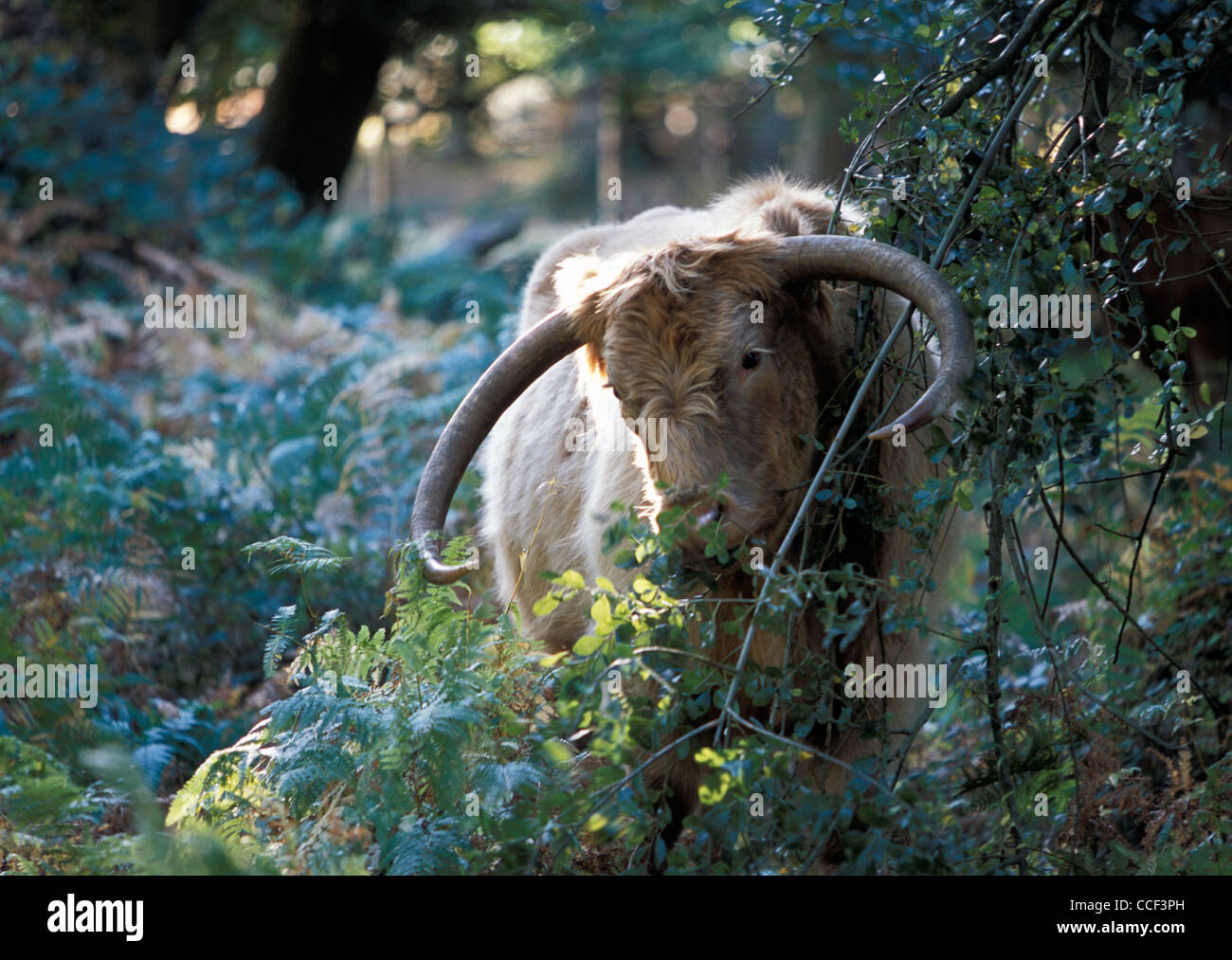New forest cattle uk hi-res stock photography and images - Alamy