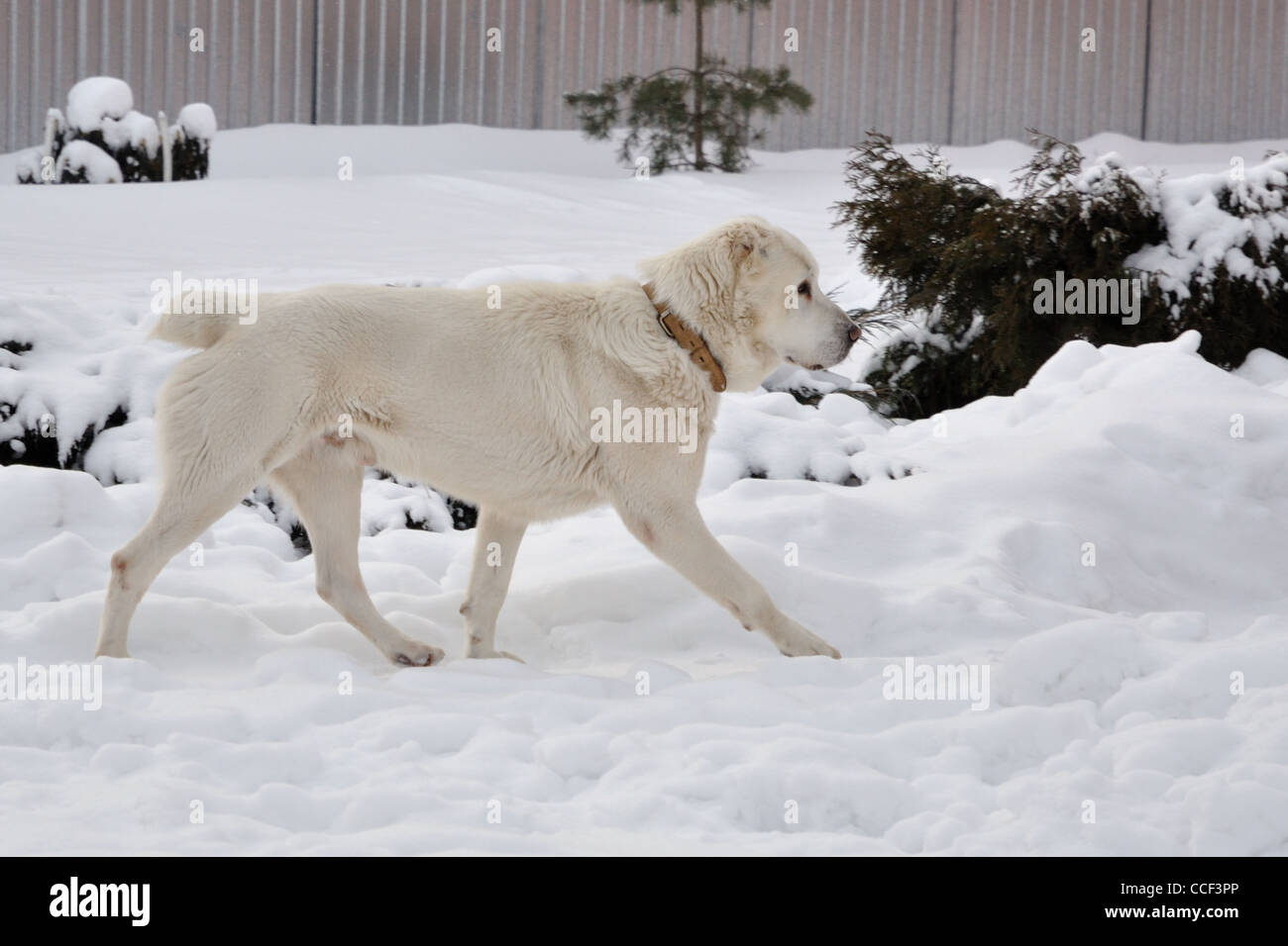 Turkmen shepherd dog hi-res stock photography and images - Alamy