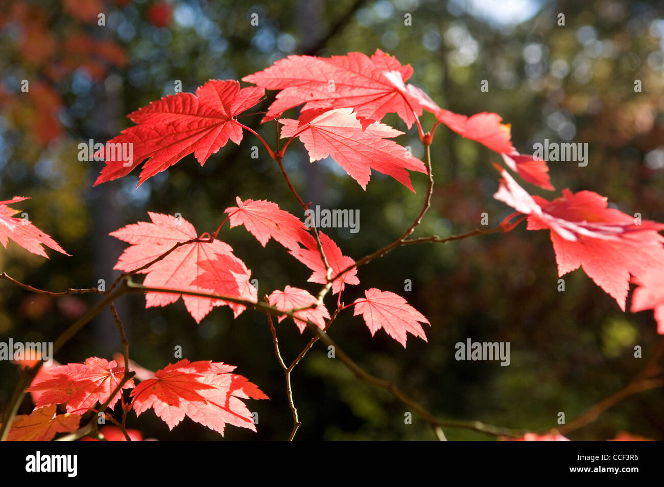 Red maple leaves Stock Photo - Alamy
