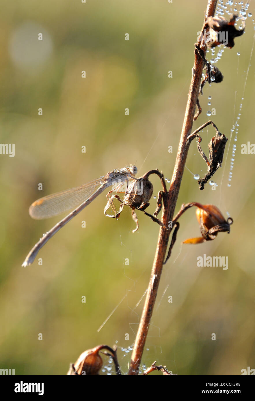 Dragonfly morning hi-res stock photography and images - Alamy
