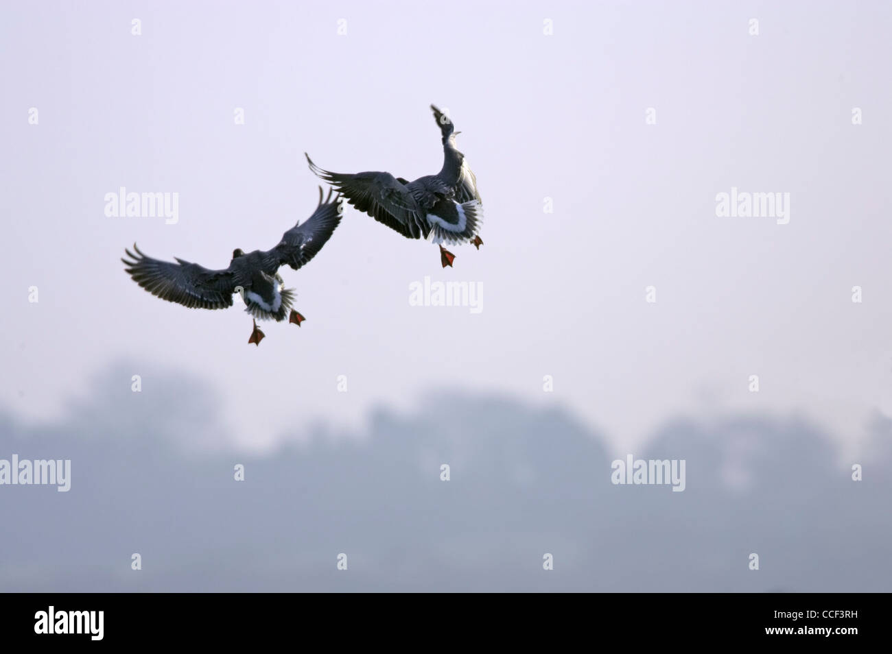 Pink-footed Geese, Anser brachyrhynchus, pair flying Stock Photo - Alamy