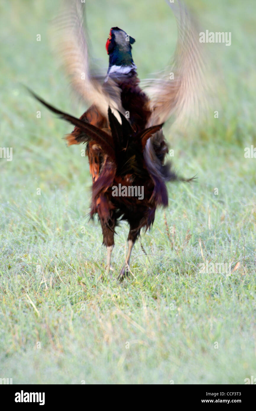 Male, Pheasant, Phasianus colchicus, calling Stock Photo - Alamy