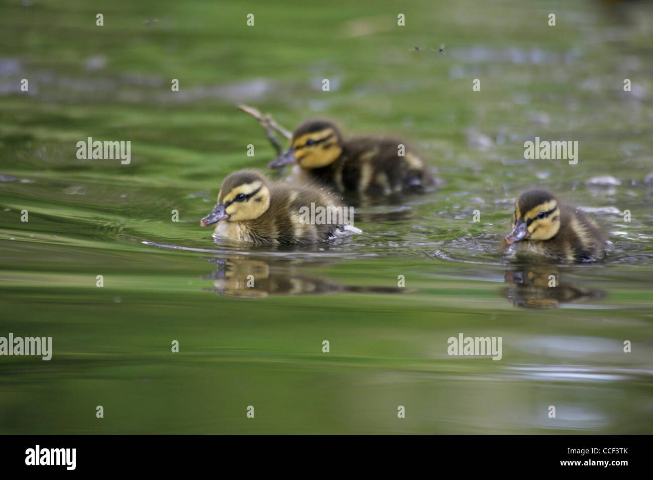 Ducklings anas platyrhynchos hi-res stock photography and images - Alamy