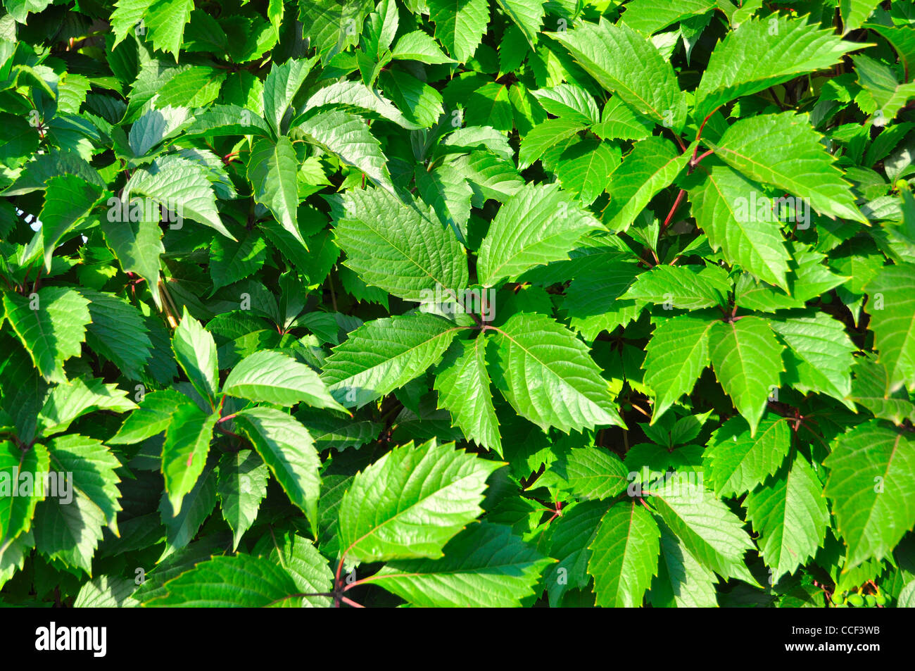 Foliage grape hi-res stock photography and images - Alamy