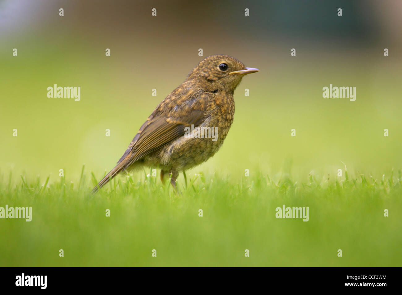 Robins nest uk hi-res stock photography and images - Alamy