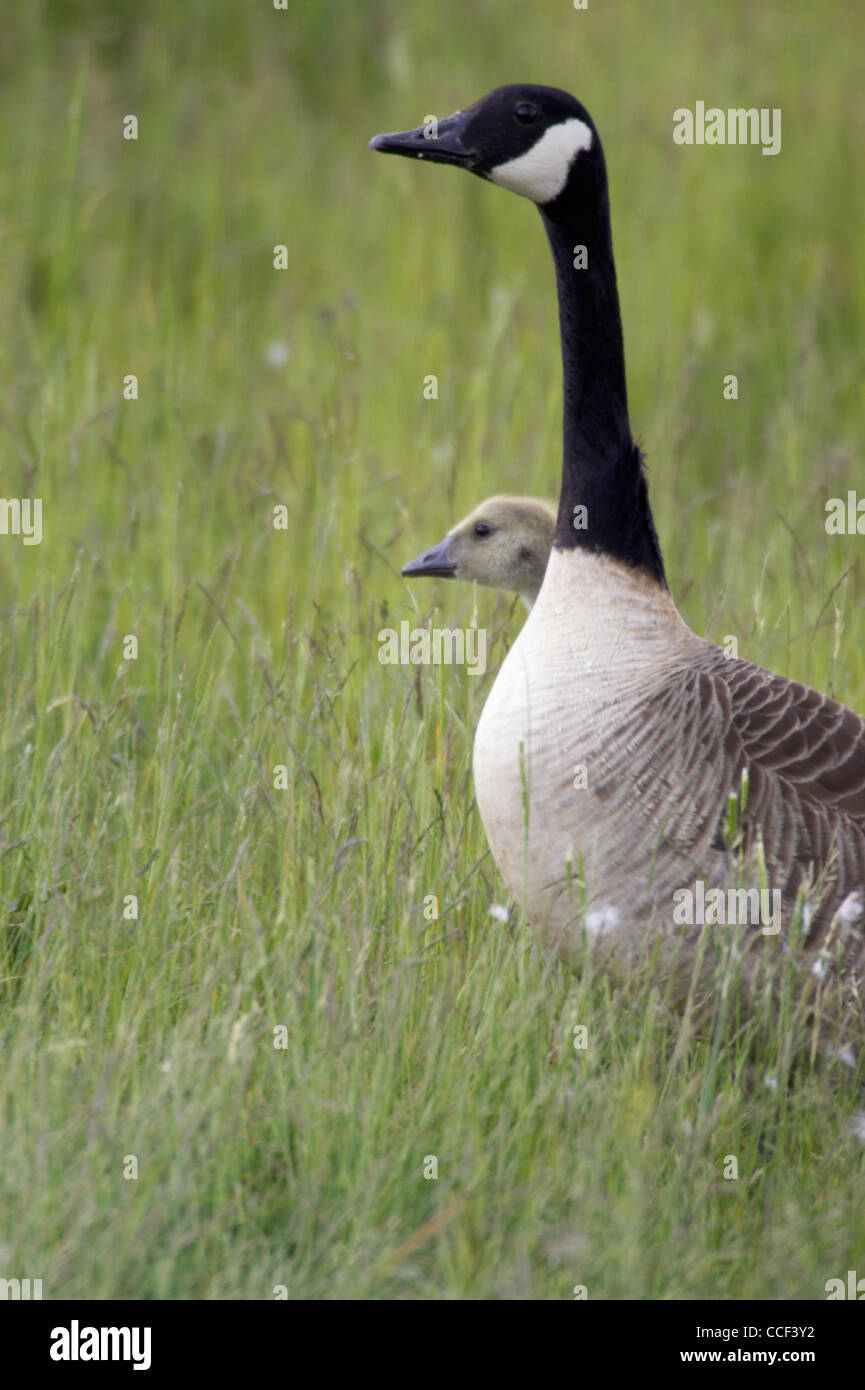 Adult Canada Goose and gosling, Branta canadensis Stock Photo - Alamy