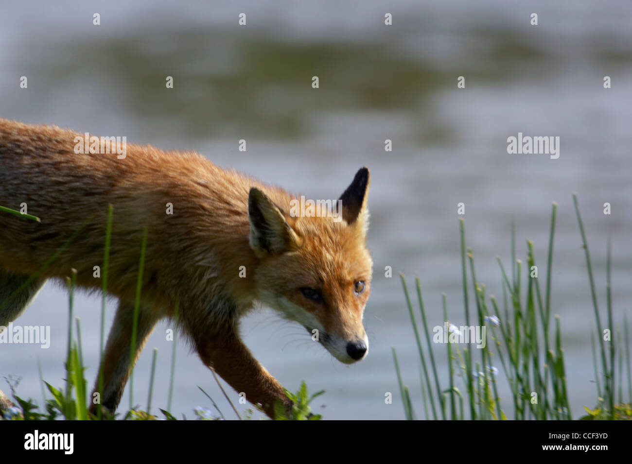 Red Fox Vulpes vulpes adult walking on lake bank Stock Photo - Alamy