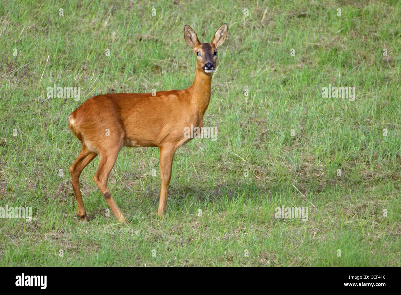 Roe deer, Capreolus capreolus, female Stock Photo - Alamy