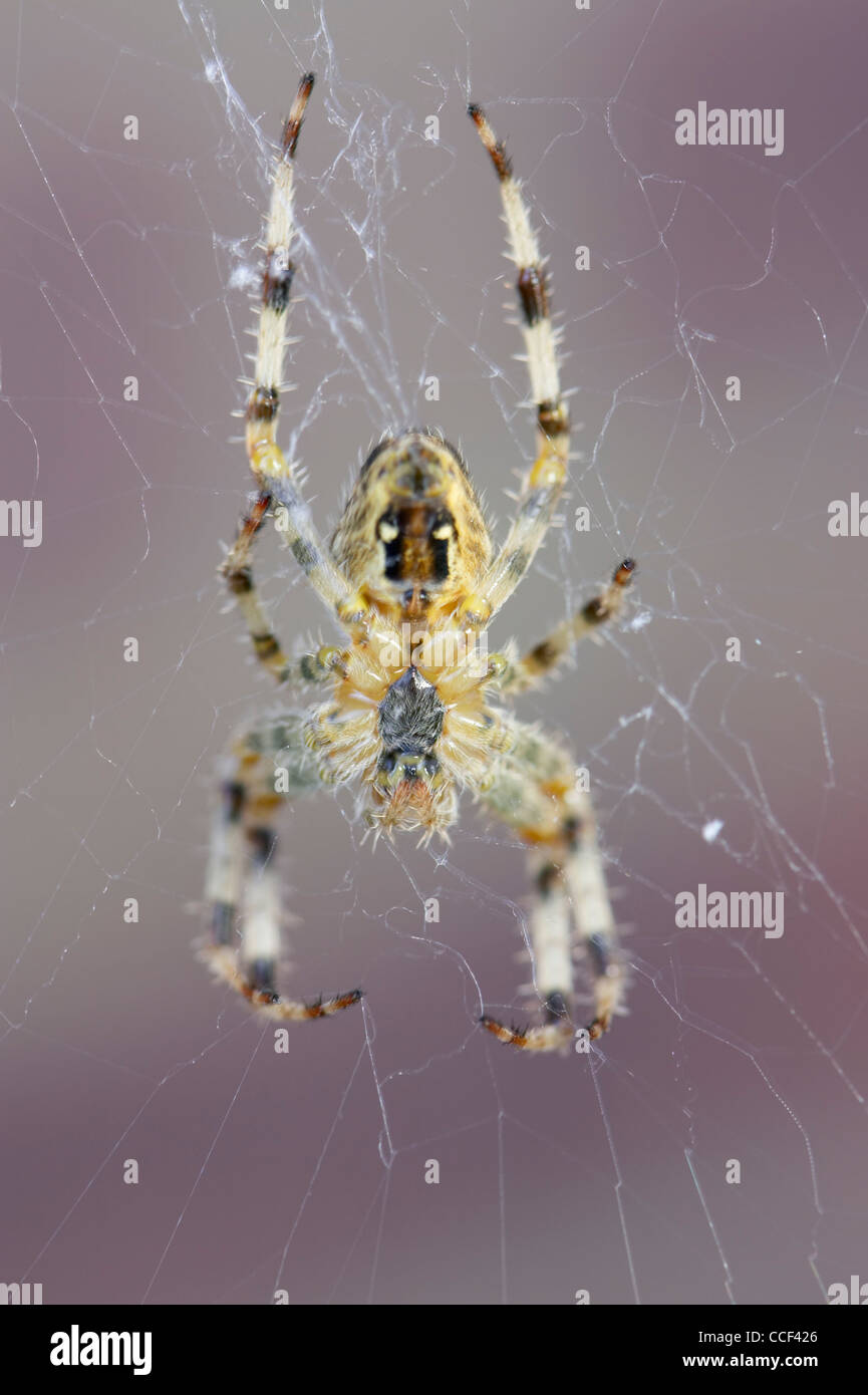 Male, Garden Spider, Araneus diadematus, hunting on web Stock Photo - Alamy