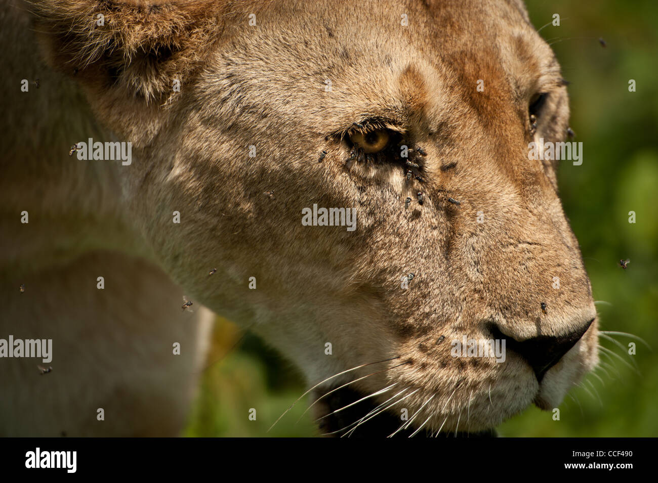 Tsetse Fly High Resolution Stock Photography and Images - Alamy