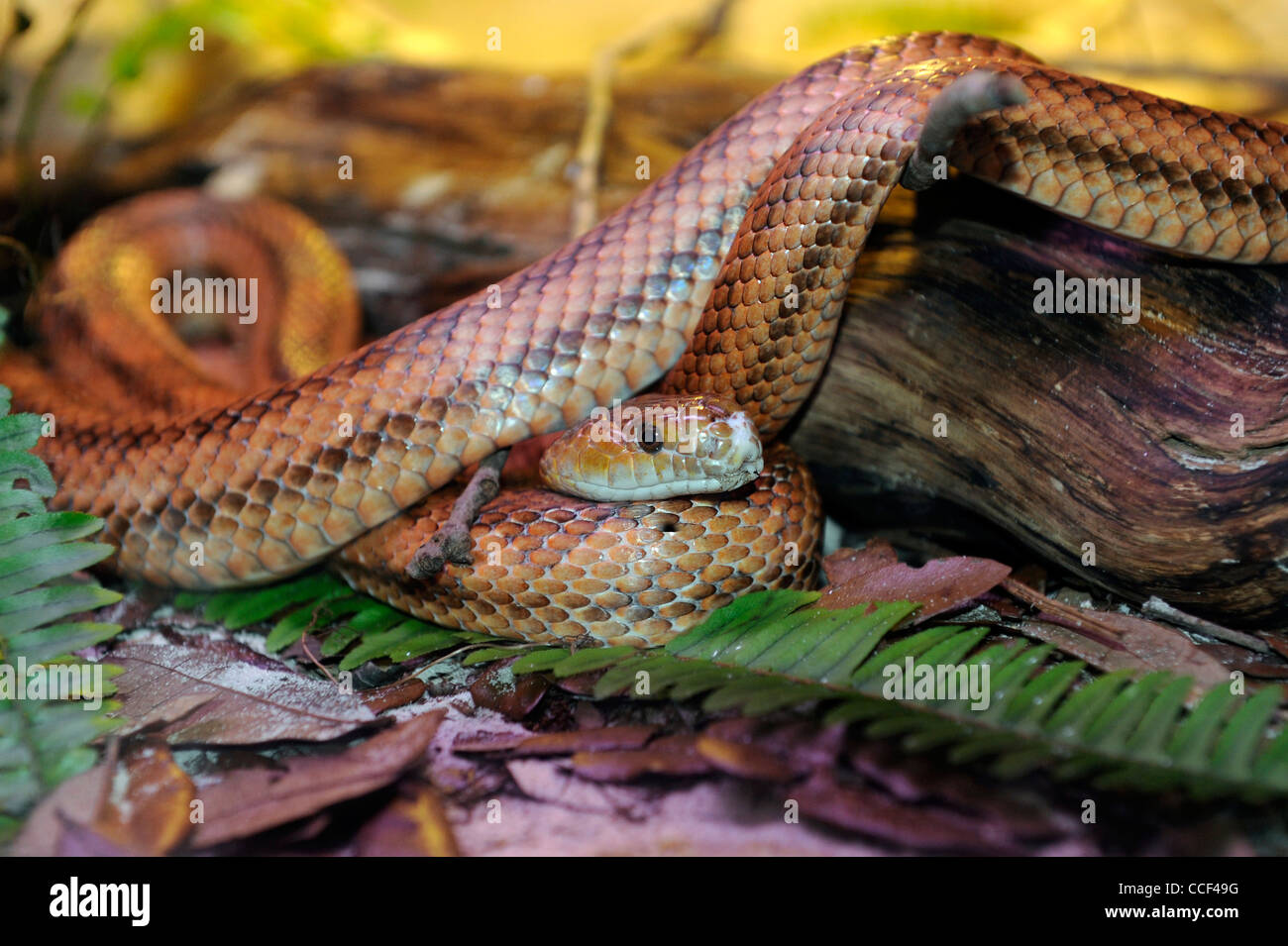 Rat snake florida hi-res stock photography and images - Alamy