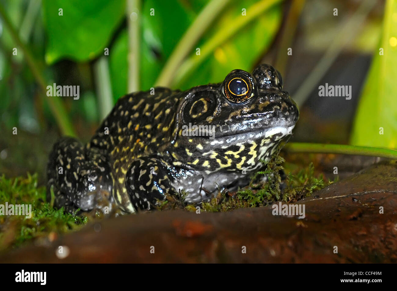 Lowry Park Zoo St Petersburg Florida large bull frog Stock Photo - Alamy