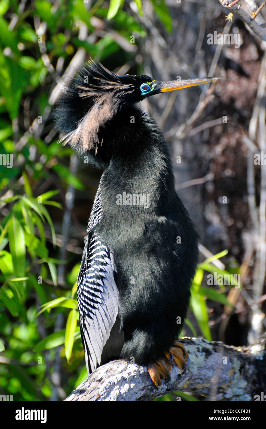 Anhinga in Tree Trail Everglades National Park FL US Wildlife Eco ...