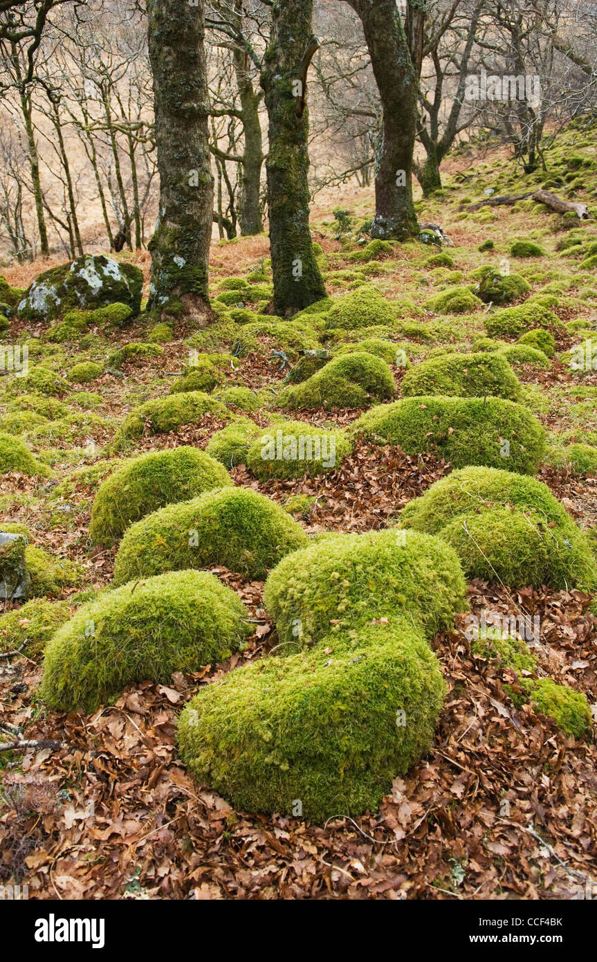 Moss covered rock rocks boulder boulders hi-res stock photography and ...