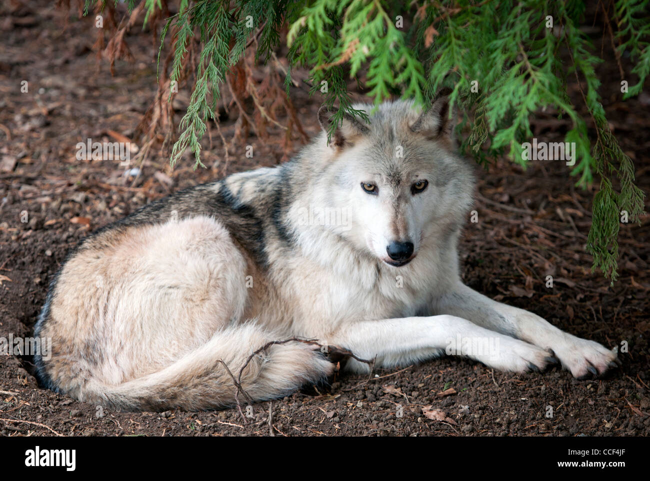 Canadian timber wolf lying under tree Stock Photo - Alamy