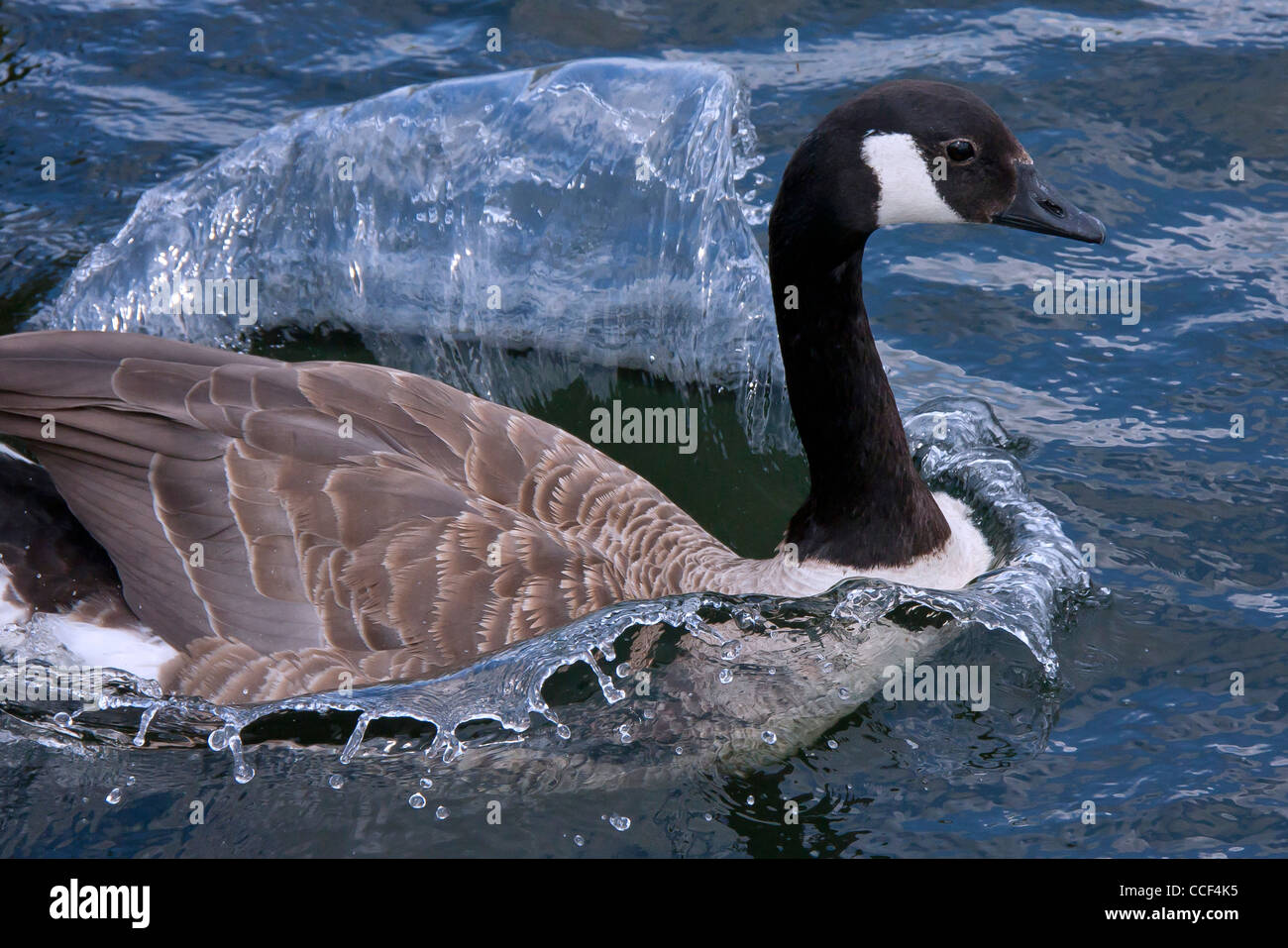 Pond splash hi-res stock photography and images - Alamy