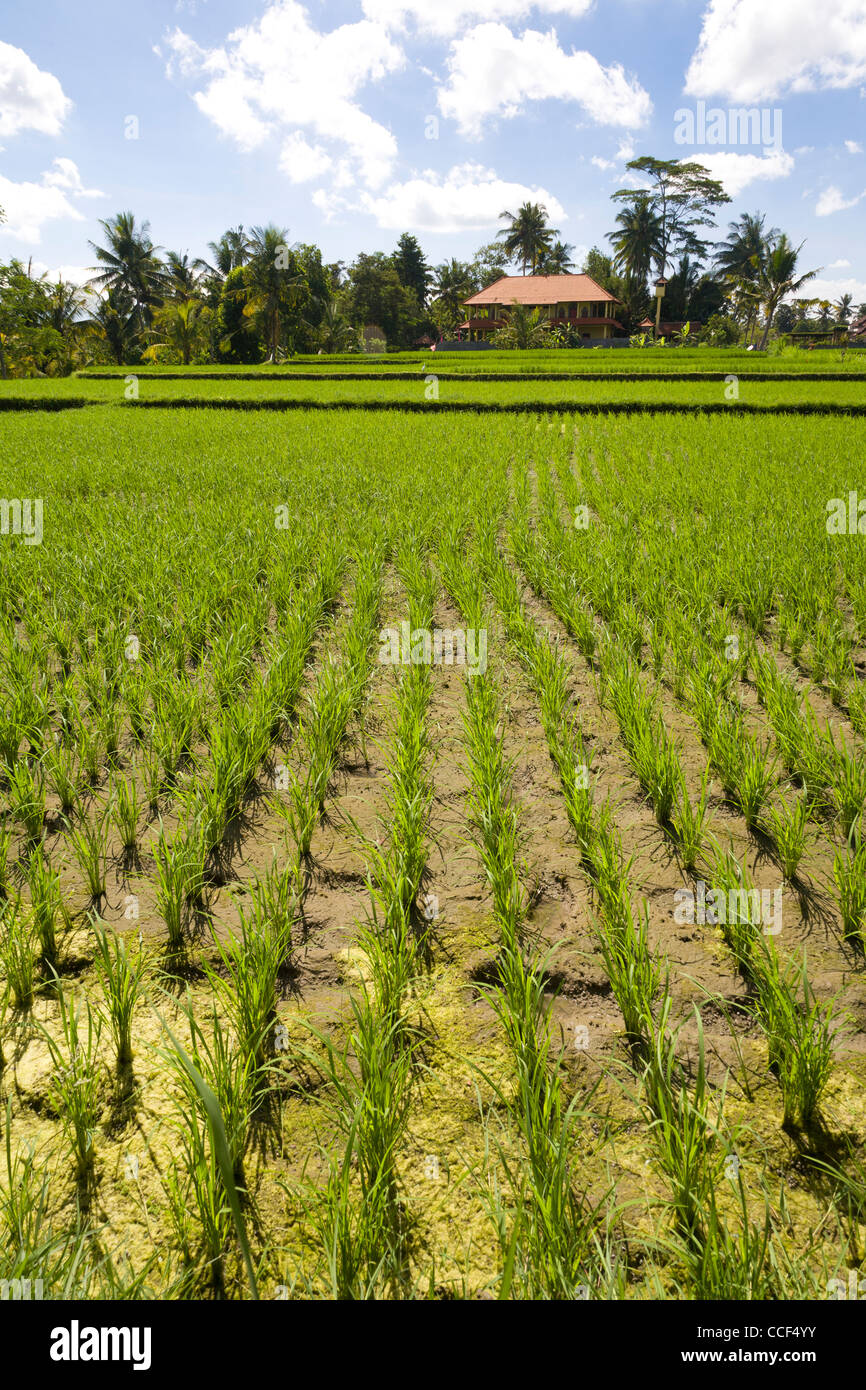 Rice fields, Ubud, Bali Stock Photo - Alamy
