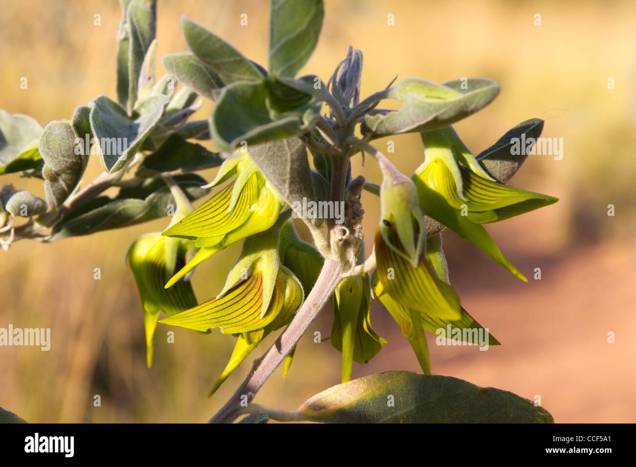 Green Bird Flower in the middle of Wolfe Crater in Western Australia ...