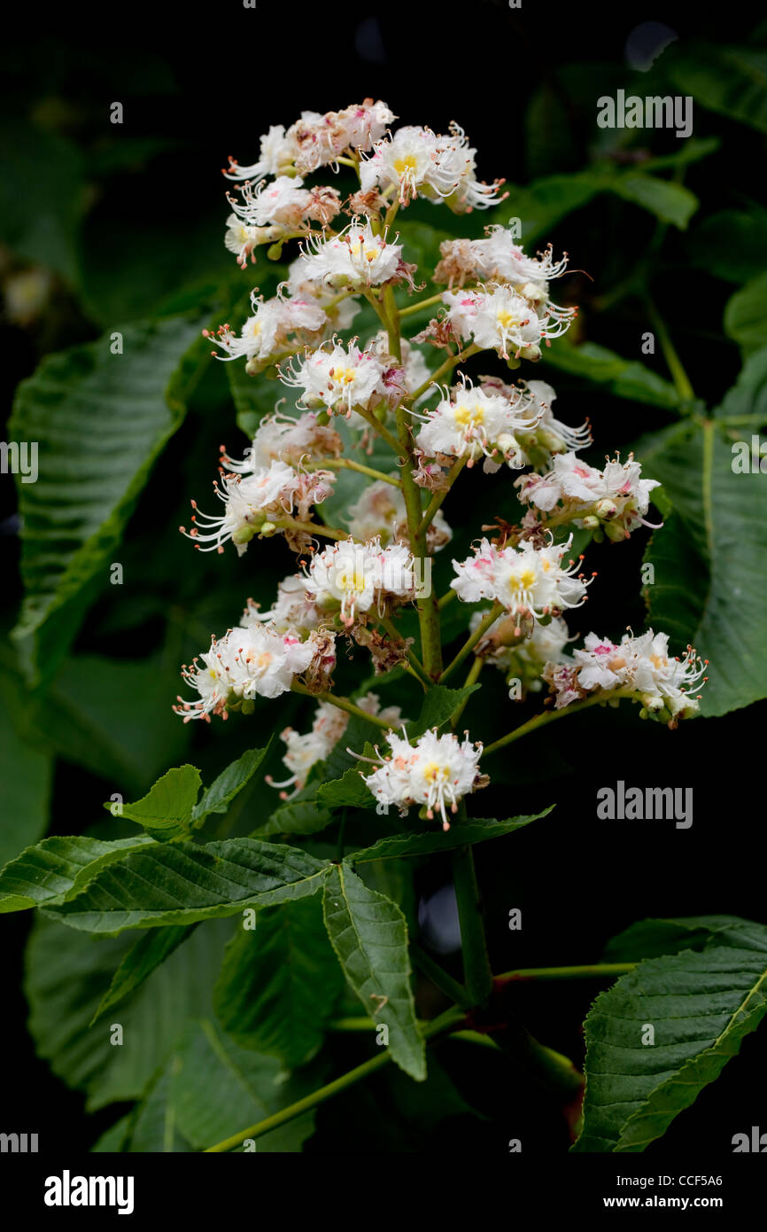Spike inflorescence hi-res stock photography and images - Alamy