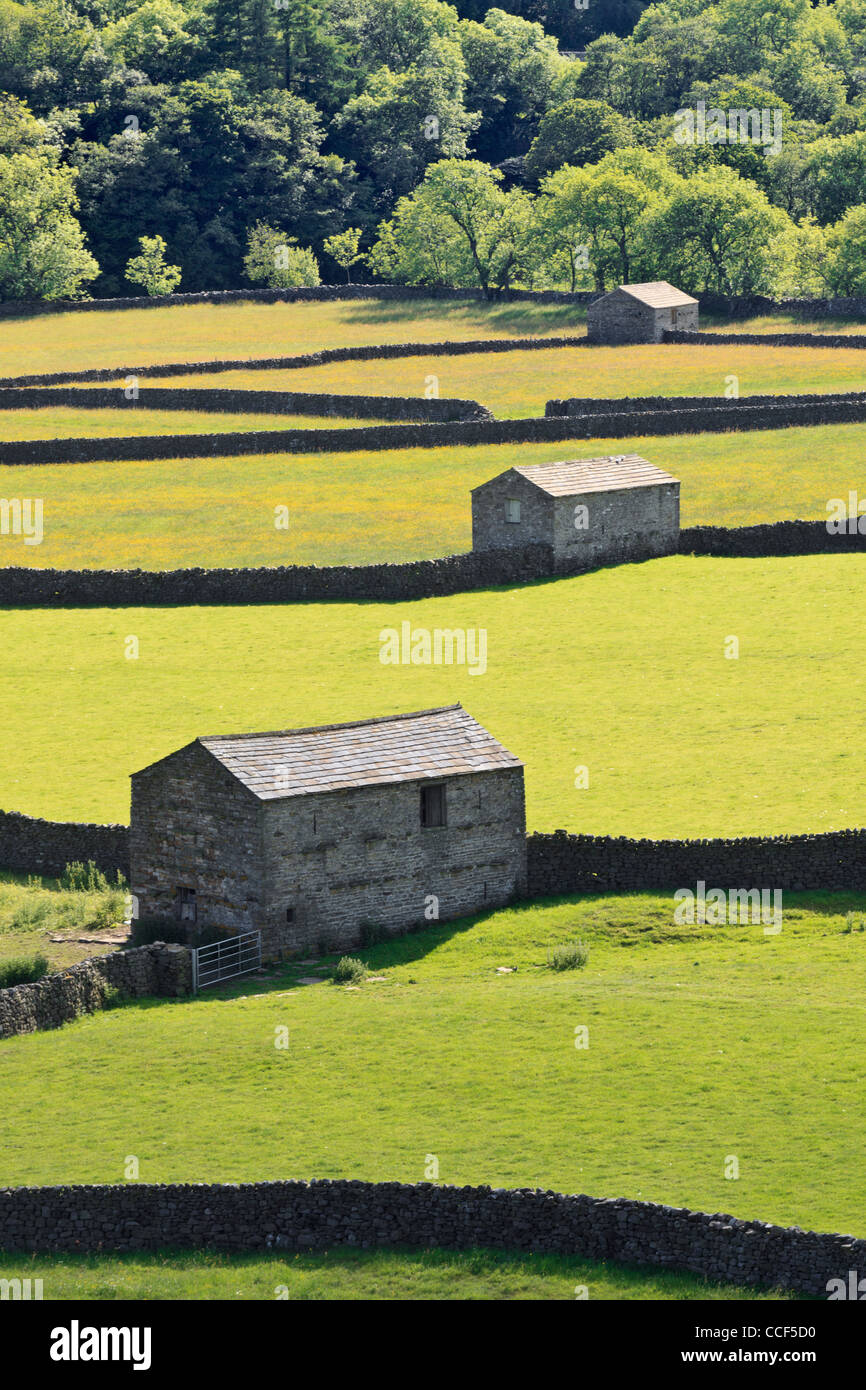 A row of three barns in meadows near Gunnerside in the Yorkshire Dales ...