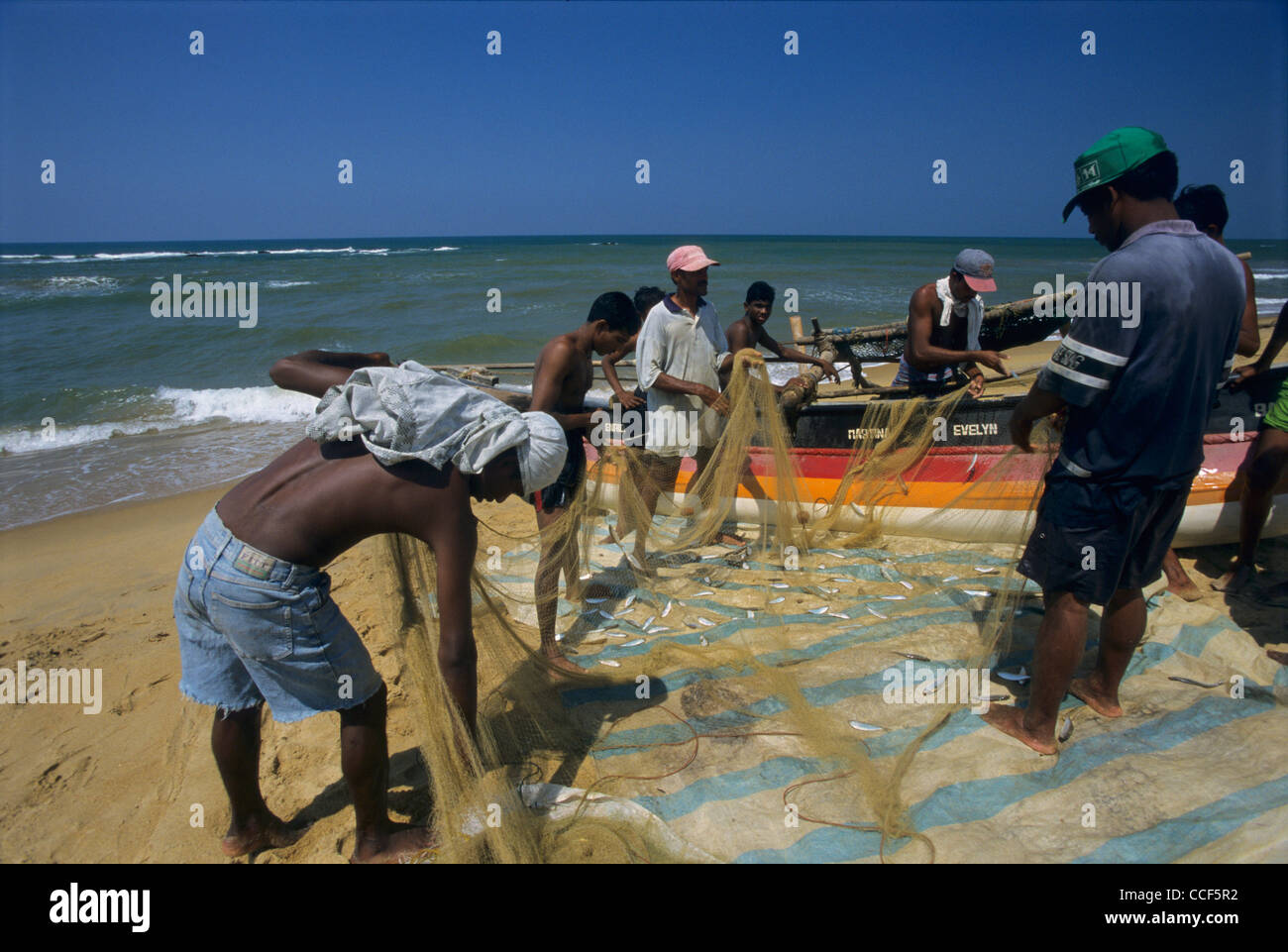 Fishermen checking traditional net seine fishing , Kalutara beach , Sri ...
