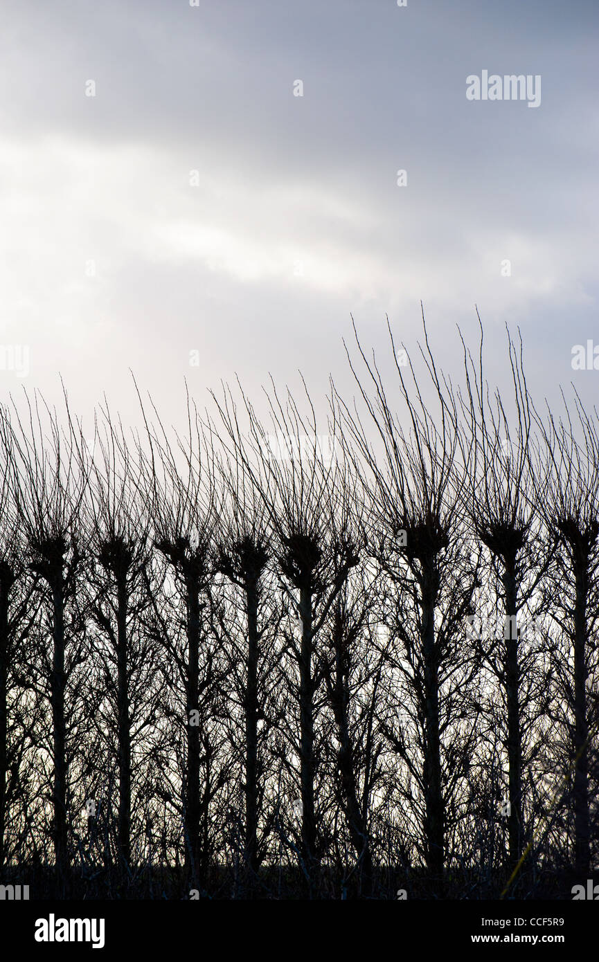 Pollarded trees seen in silhouette Stock Photo - Alamy