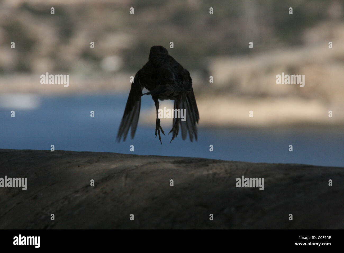 A sparrow at take off from the wall of the Lower Barracca Gardens ...
