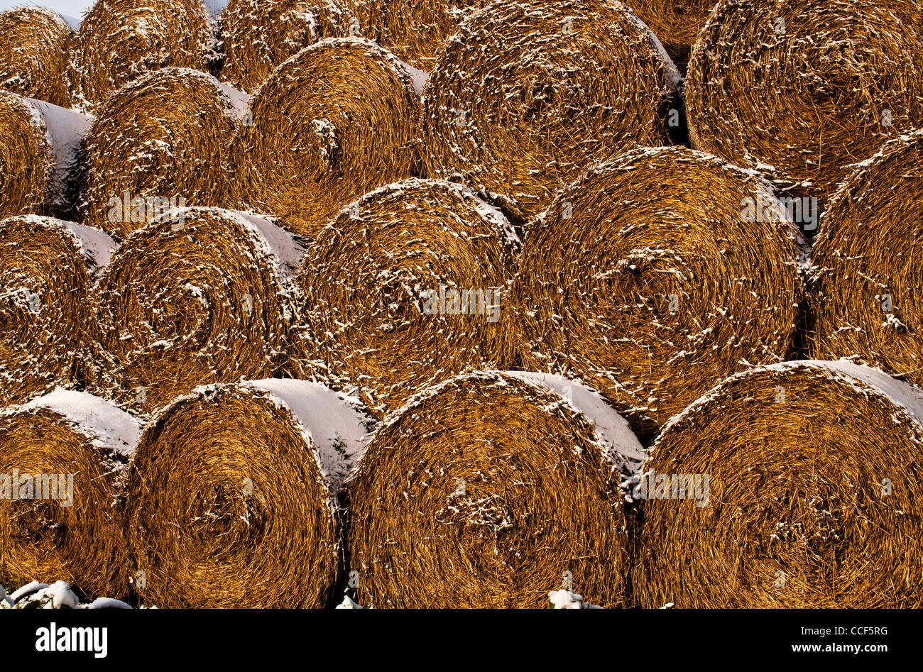 Snow covered straw bales Stock Photo - Alamy