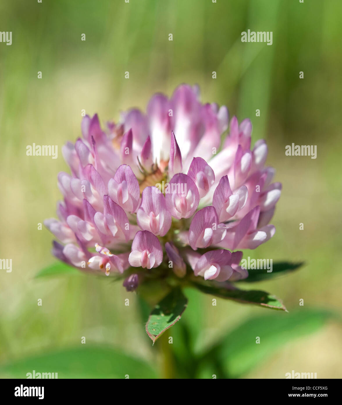flowering of clover. Close up Stock Photo - Alamy