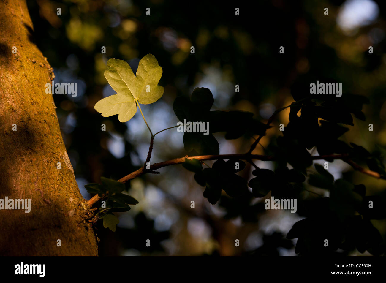 Dappled sunlight on leaves in a tree Stock Photo - Alamy