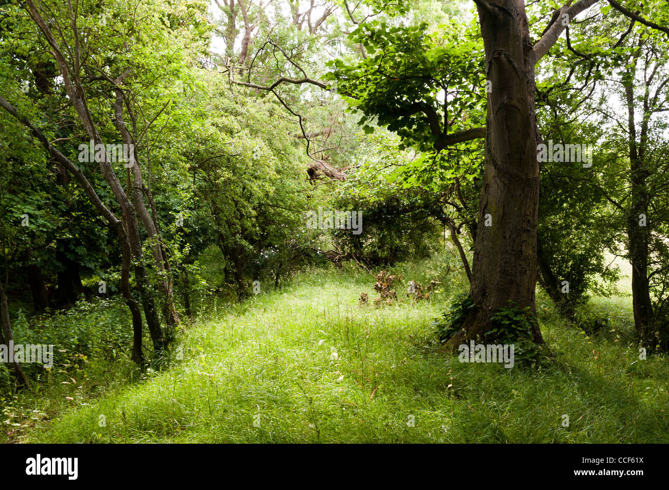 A small grassy knowl in Northamptonshire woodland Stock Photo - Alamy