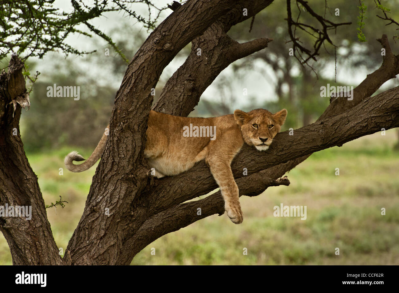 Young lion in tree Stock Photo - Alamy