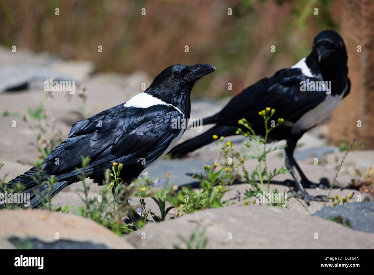 Pied Crows (Corvus alba). Debre Libanos Gorge. Ethiopia Stock Photo - Alamy