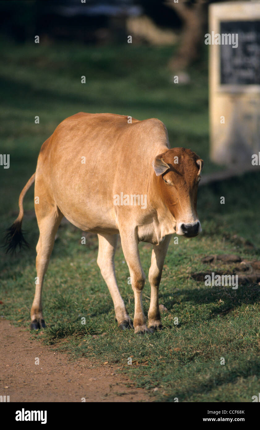 Cow at roadside hi-res stock photography and images - Alamy