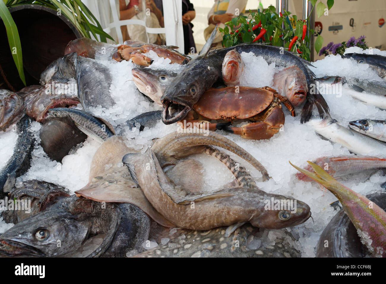 Fish seafood on display at the federation of fishmongers market stall ...