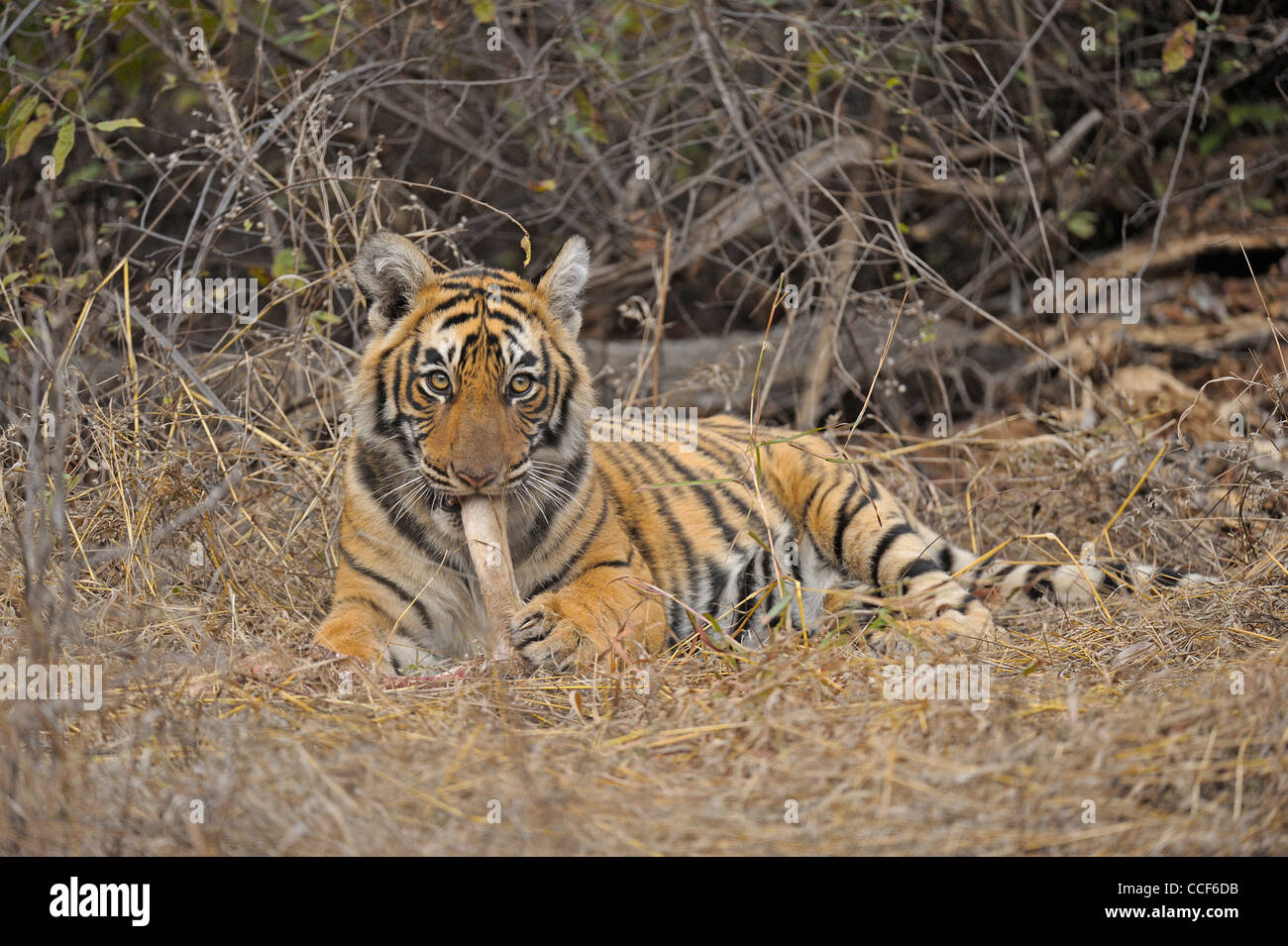 Tiger cub eating hi-res stock photography and images - Alamy