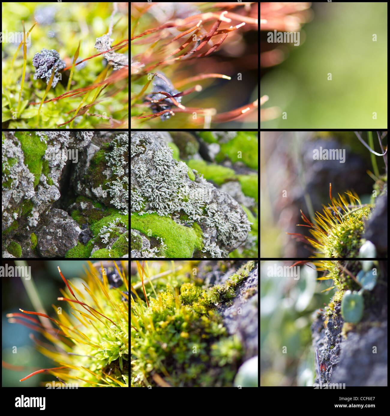 Collage collages collage hi-res stock photography and images - Alamy