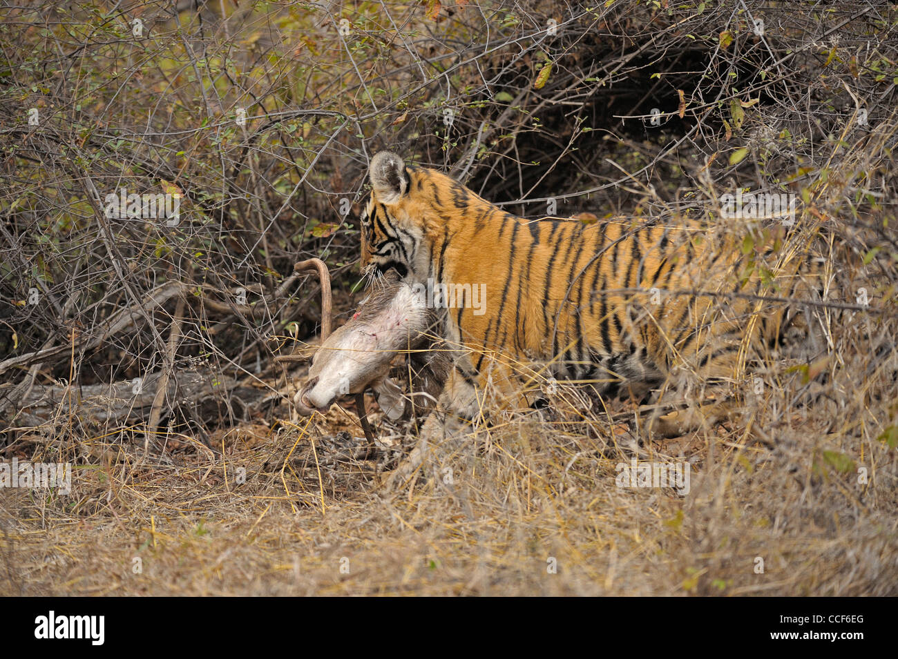 Tiger Eating Man Alive