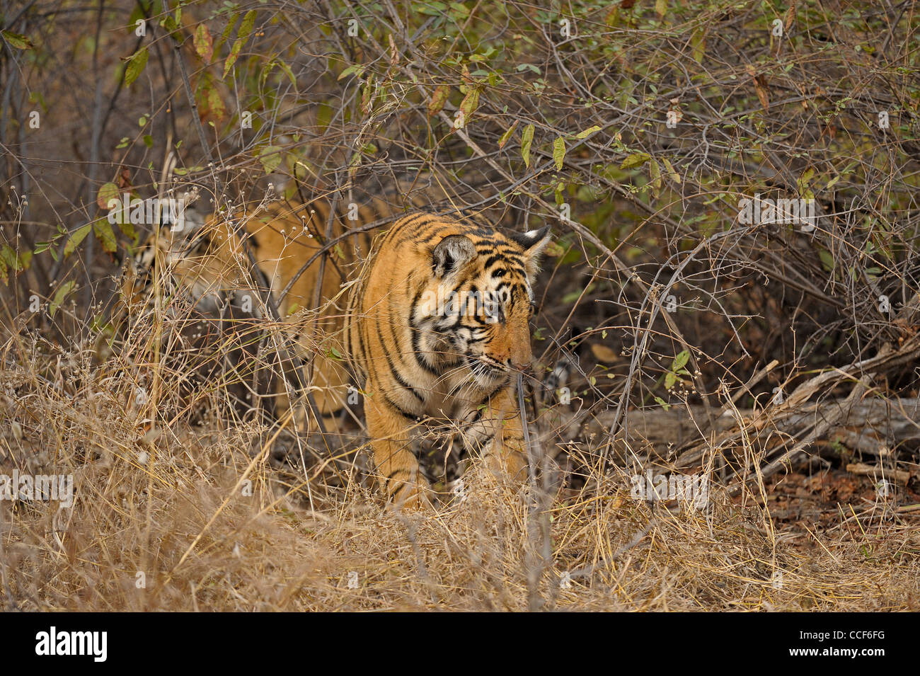 A young tiger cub with a deer kill eating in Ranthambore national park ...