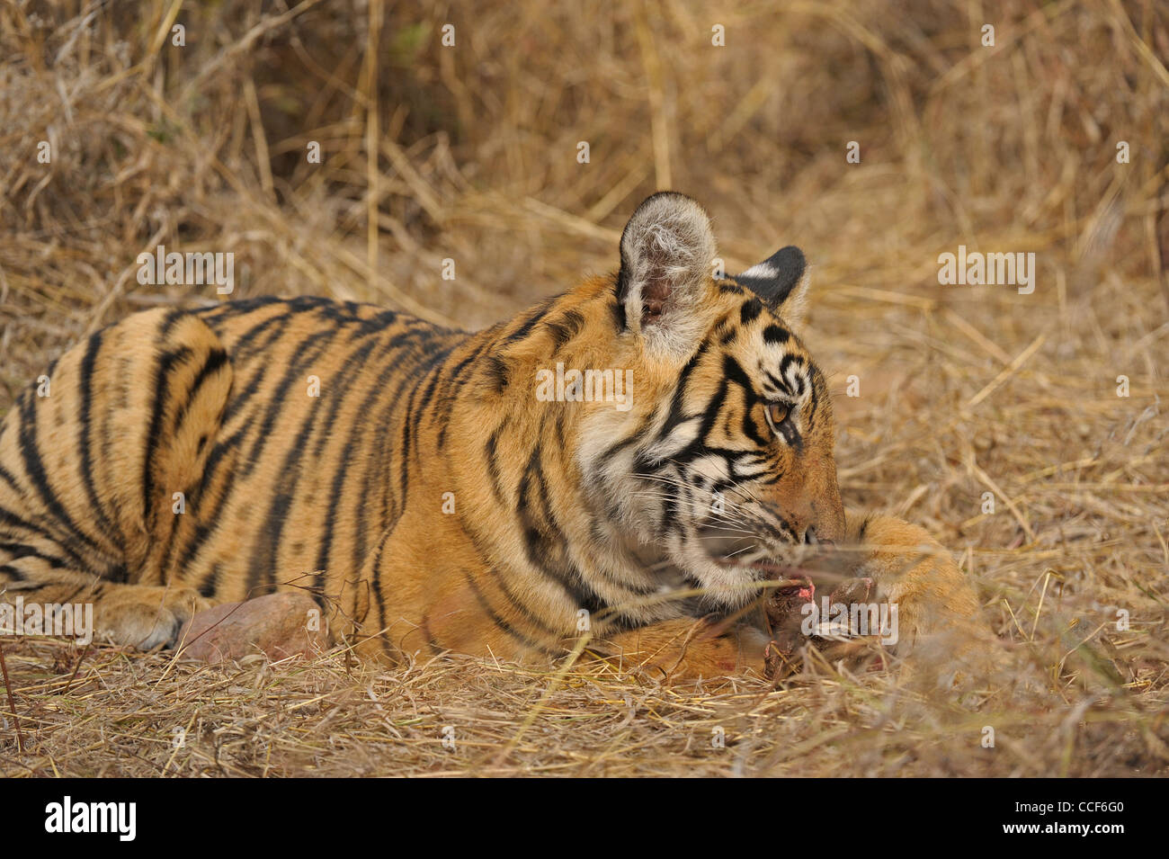 Baby Tigers Eating