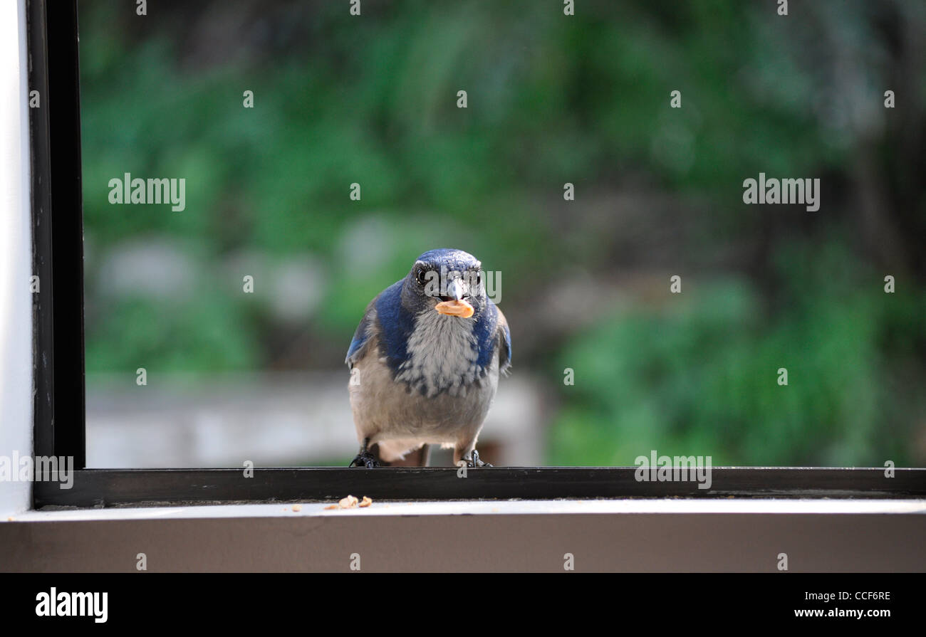 Scrub jay, Aphelocoma coerulescens, at backyard window with peanut, San ...