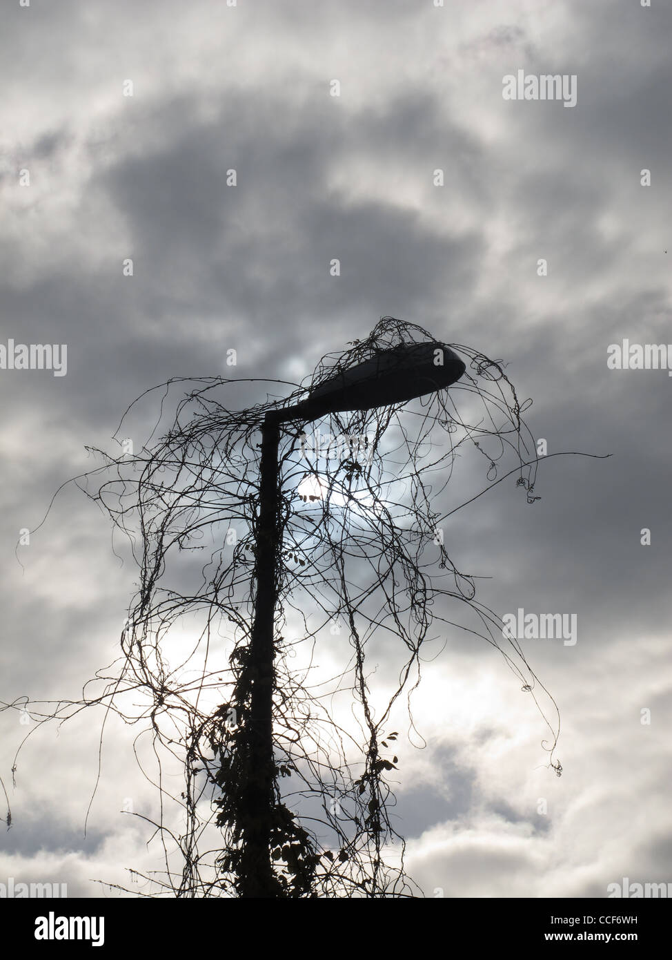 street lamp light pole post covered with creeping ivy and dark sky ...