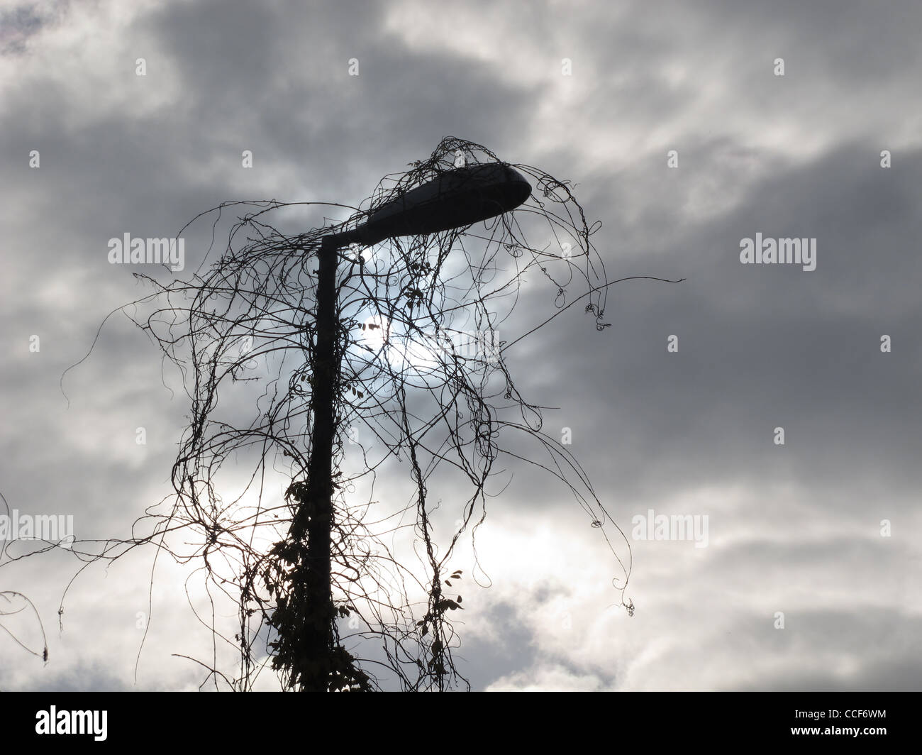 street lamp light pole post covered with creeping ivy and dark sky ...