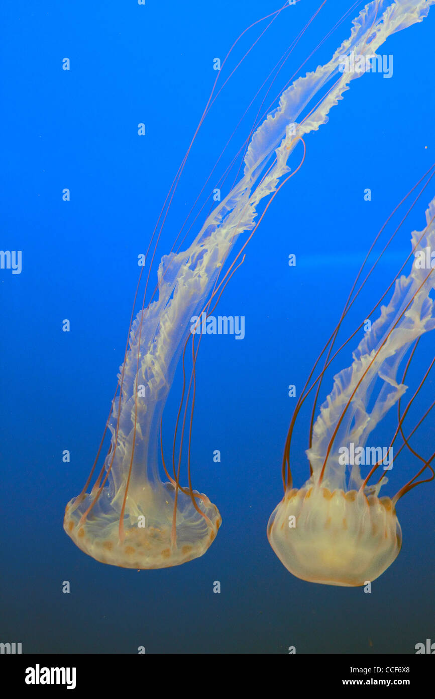 Purple-Striped Jelly, Medusa de Rayas Purpuras, Chrysaora colorata ...