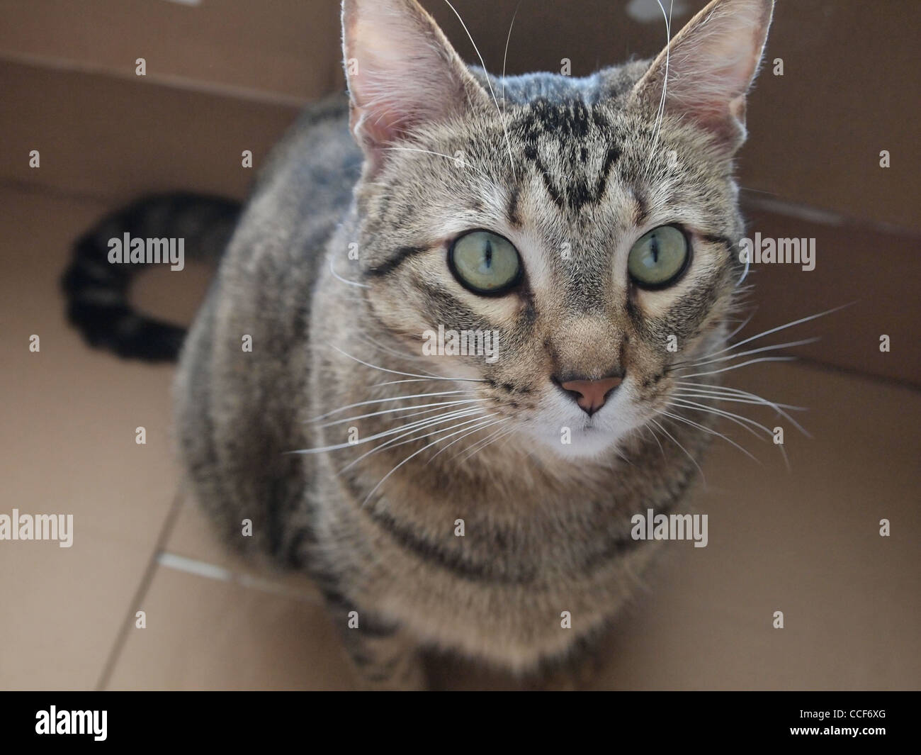 Cat in a box Stock Photo - Alamy