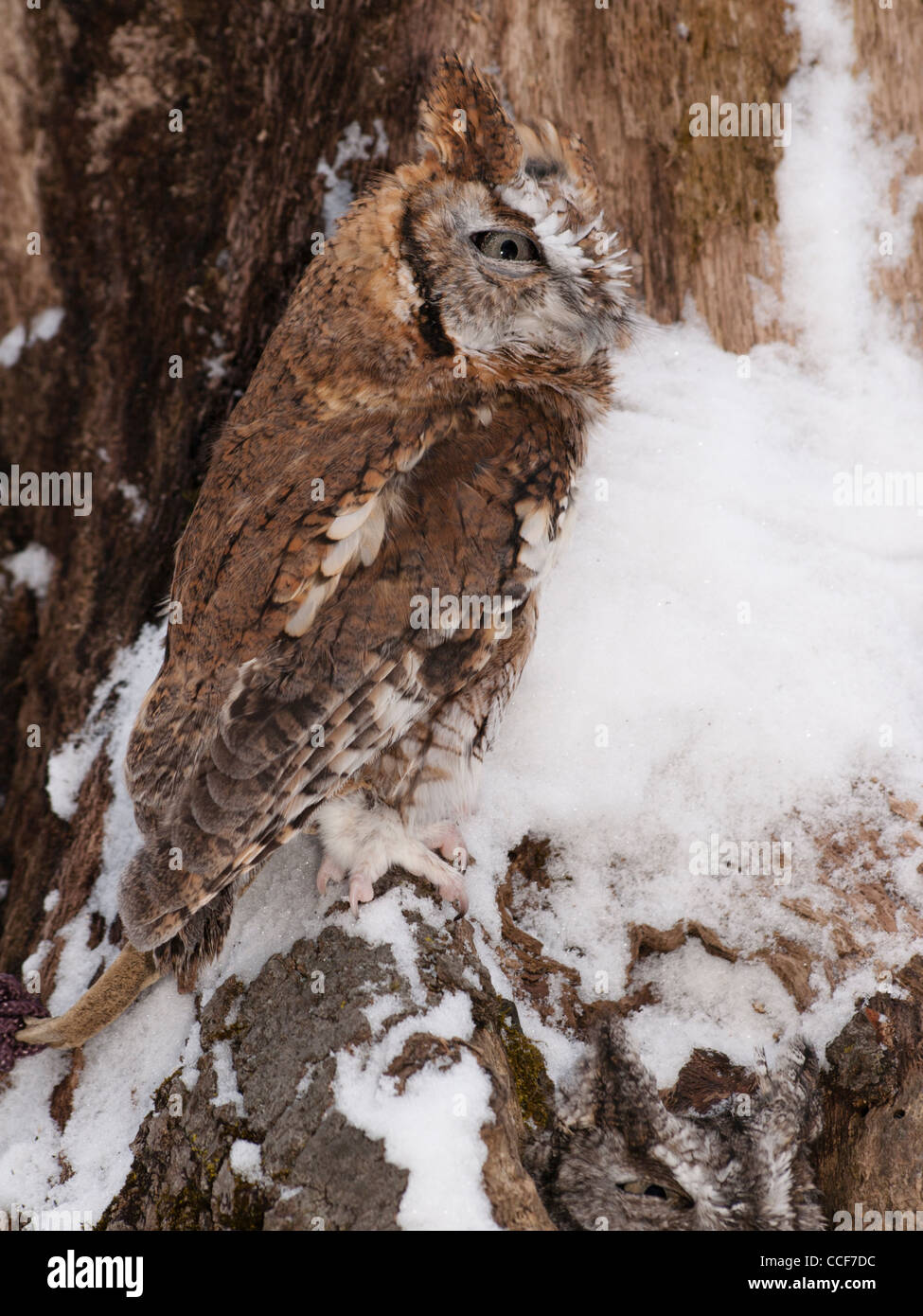 Screech owls hi-res stock photography and images - Alamy