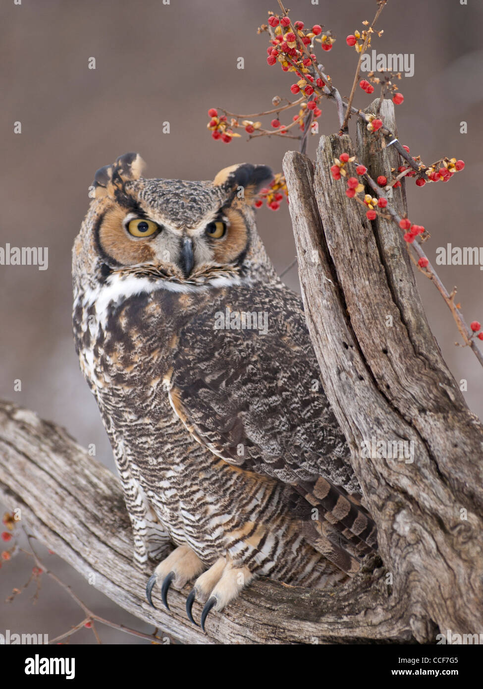 Close up of beautiful Great Horned Owl sitting on a dead tree with a ...