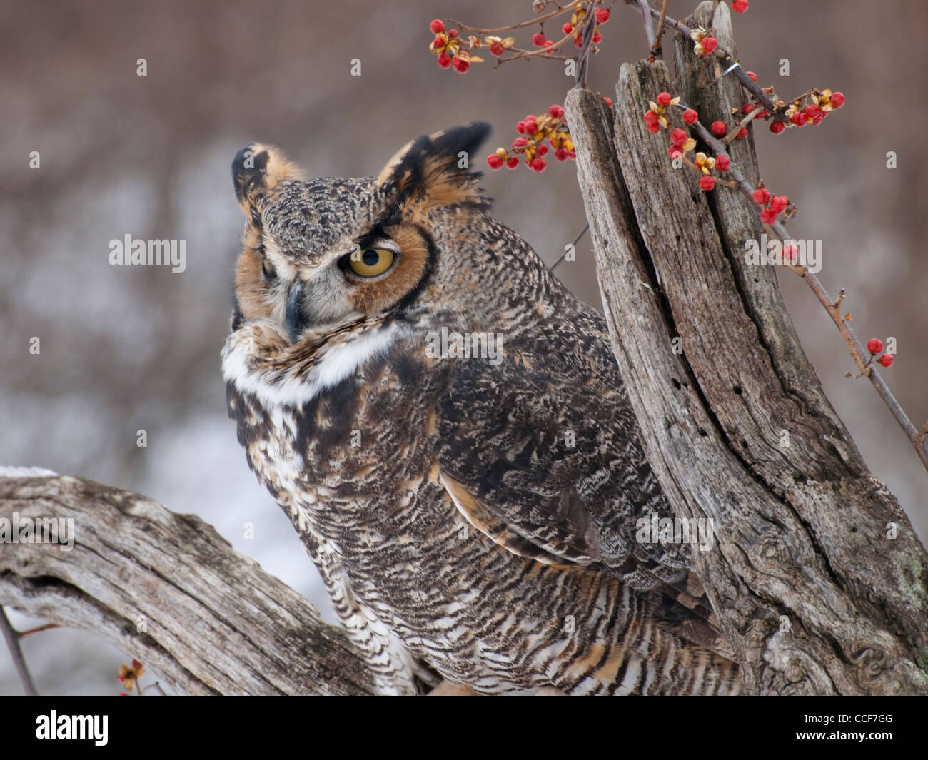 Close up of beautiful Great Horned Owl sitting on a dead tree with a ...